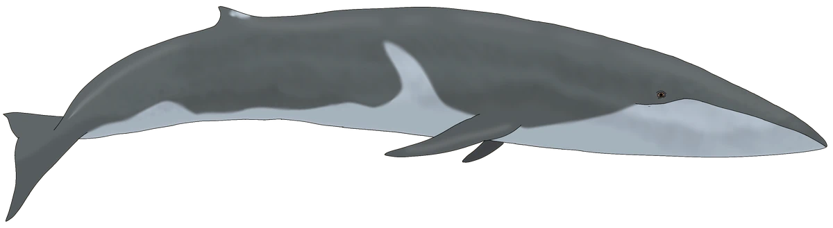 Breacher whale (Liera) | Liera Wiki | Fandom
