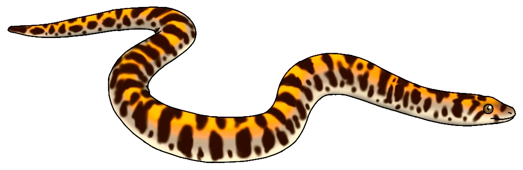 Common rat lizard (Liera) | Liera Wiki | Fandom