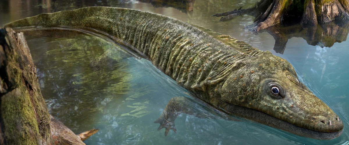 Tusk-nosed croconewt (Liera) | Liera Wiki | Fandom