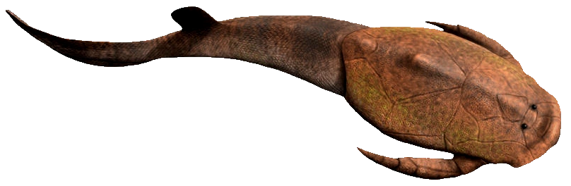 Common turtlefish (Liera) | Liera Wiki | Fandom