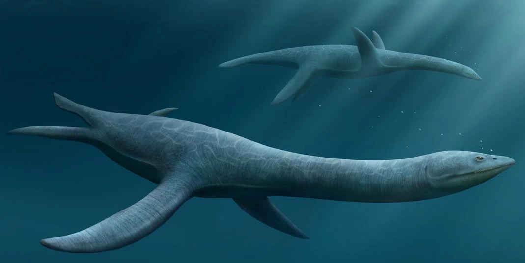 Commerson's sea titan (Liera) | Liera Wiki | Fandom