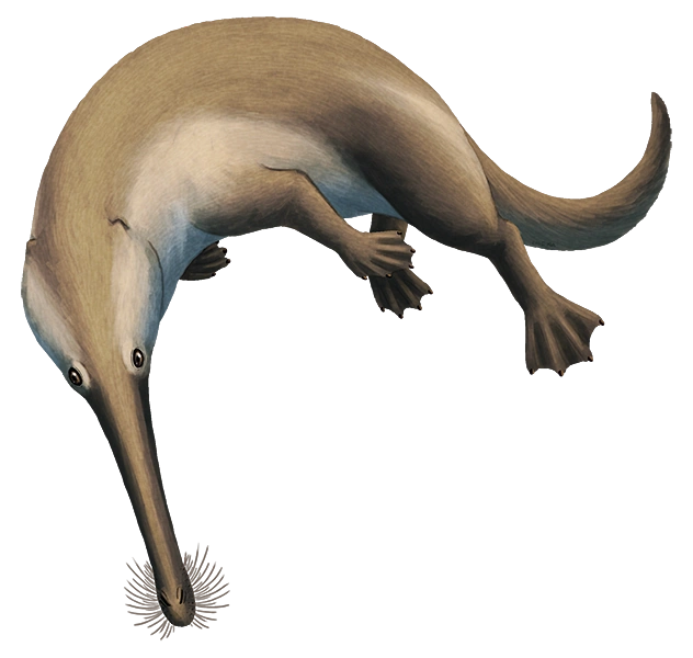 Giant otter whale (Liera) | Liera Wiki | Fandom