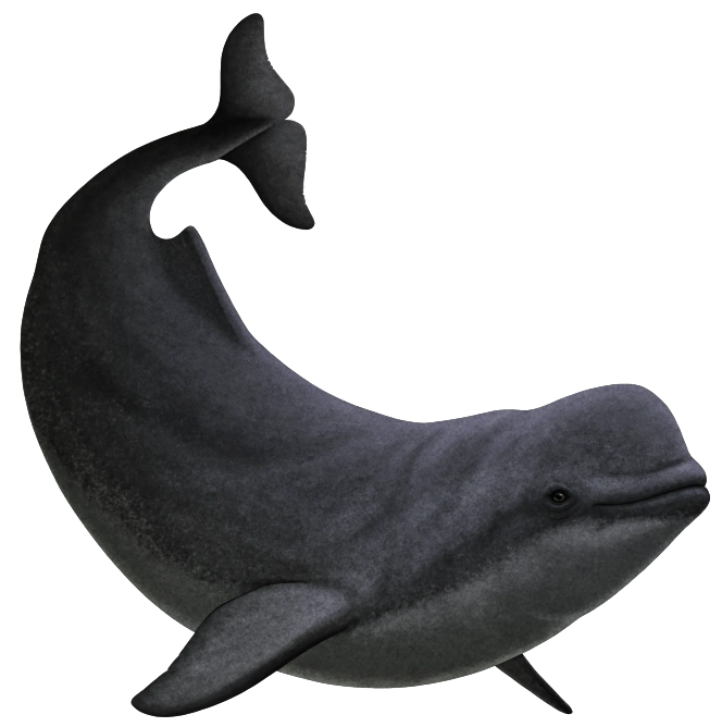 Odontoceti (Liera) | Liera Wiki | Fandom