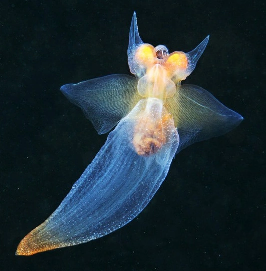 Lieran sea angel (Liera) | Liera Wiki | Fandom