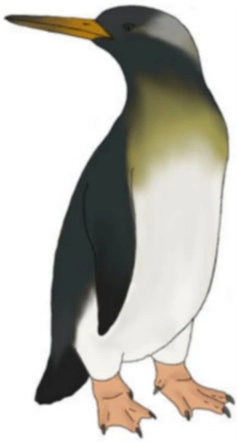 Northern false cormorant (Liera) | Liera Wiki | Fandom