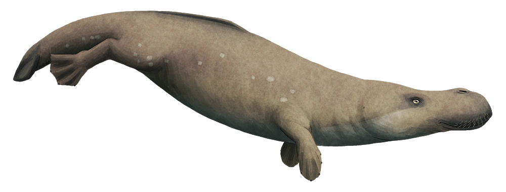 Manatee-nosed crocowhale (Liera) | Liera Wiki | Fandom