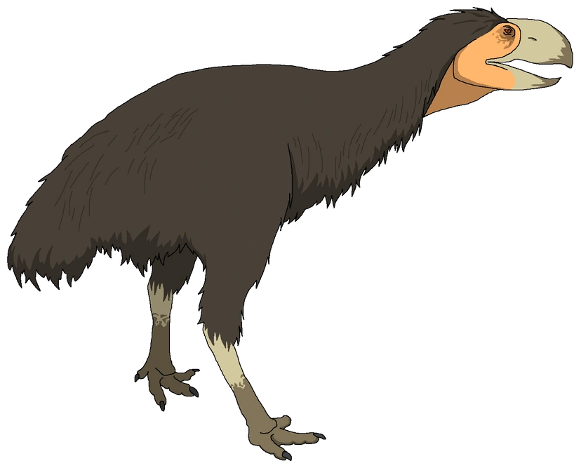 Southern bear finch (Liera) | Liera Wiki | Fandom