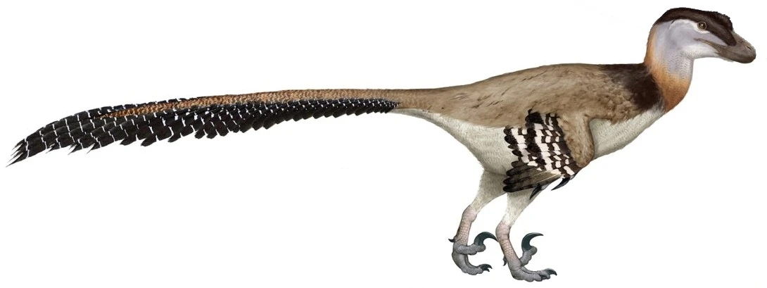 Tepua Island common goblin (Liera) | Liera Wiki | Fandom