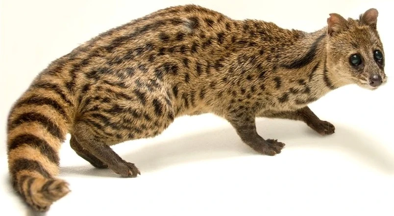 Viverridae (Liera) | Liera Wiki | Fandom