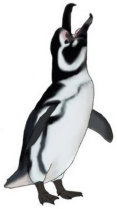 Lieran banded penguin (Liera) | Liera Wiki | Fandom
