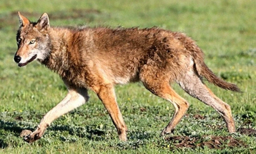 Loboan (Liera) | Liera Wiki | Fandom