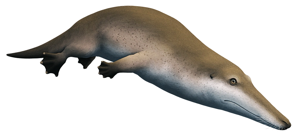 Eastern dragon whale (Liera) | Liera Wiki | Fandom