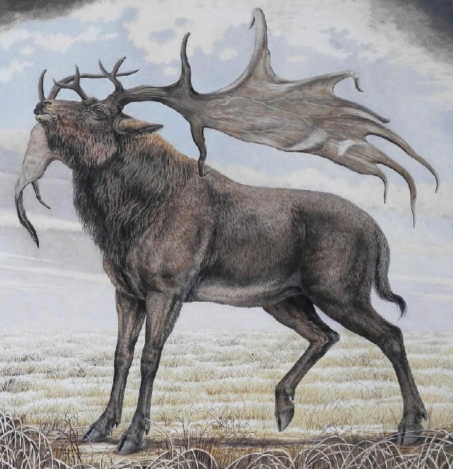 Kelsana (Liera) | Liera Wiki | Fandom