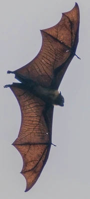 Chiroptera (Liera) | Liera Wiki | Fandom