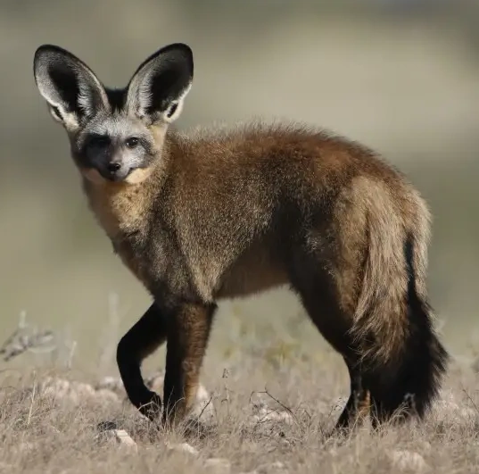 Motlosi (Liera) | Liera Wiki | Fandom