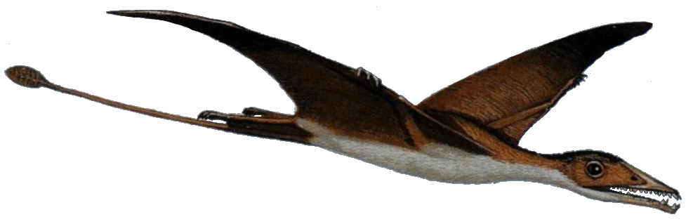 Diving long-tailed griffin (Liera) | Liera Wiki | Fandom