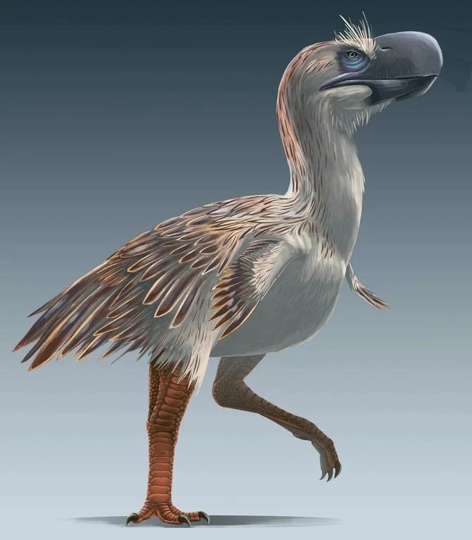 Gastornithiformes (Liera) | Liera Wiki | Fandom