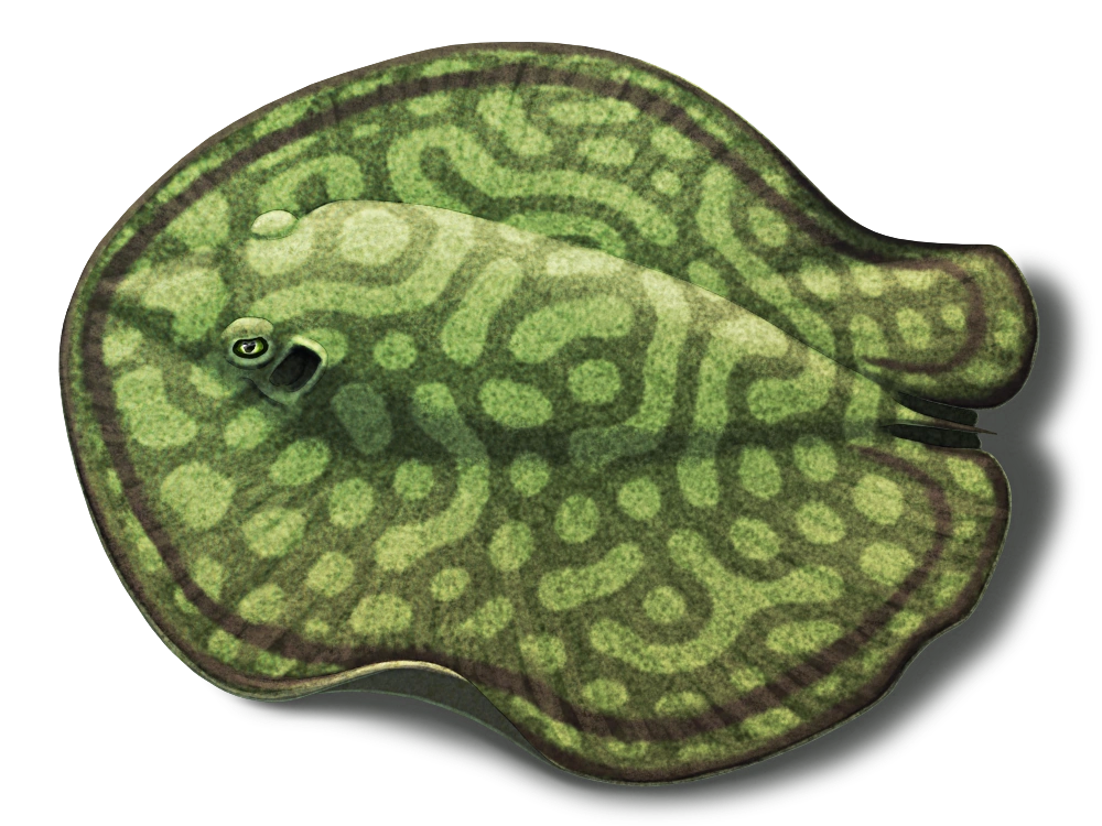 Tailless ray (Liera) | Liera Wiki | Fandom