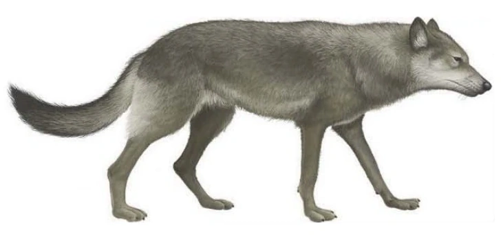 Kalador (Liera) | Liera Wiki | Fandom