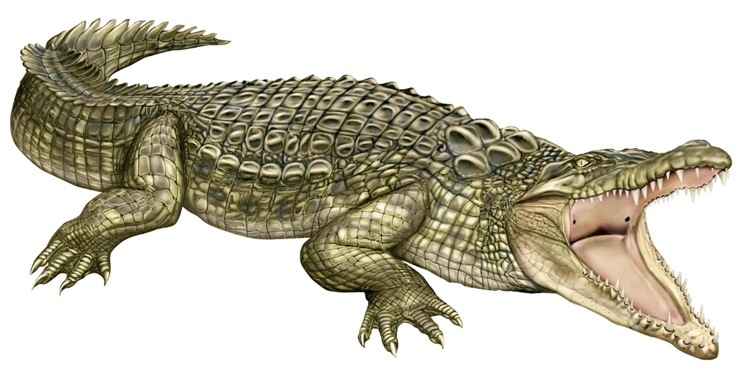 Crocodilia (Liera) | Liera Wiki | Fandom