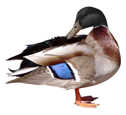 Novolaurasian mallard (Liera) | Liera Wiki | Fandom