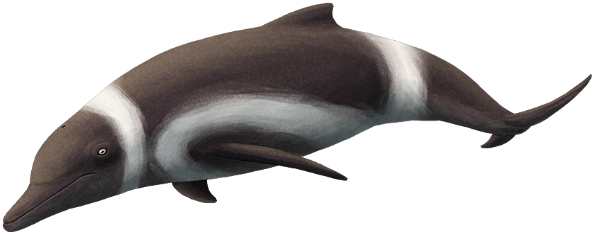 Lieran humpback dolphin (Liera) | Liera Wiki | Fandom
