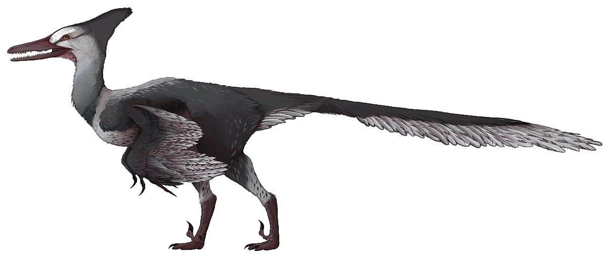 Unenlagiidae (Liera) | Liera Wiki | Fandom