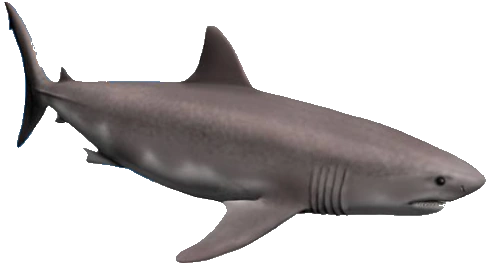 Pygmy white shark (Liera) | Liera Wiki | Fandom