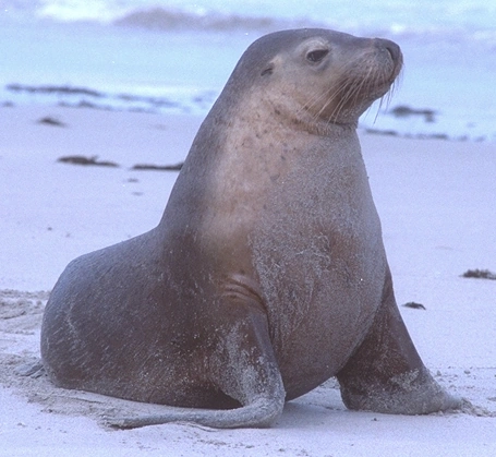 Lieran sea lion (Liera) | Liera Wiki | Fandom