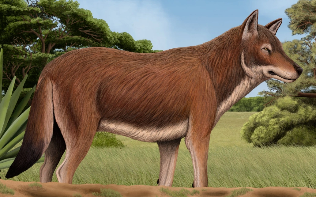 Dire loboan (Liera) | Liera Wiki | Fandom