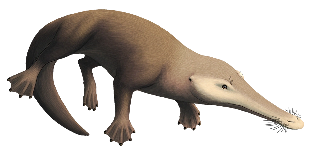 Novolaurasian otter whale (Liera) | Liera Wiki | Fandom