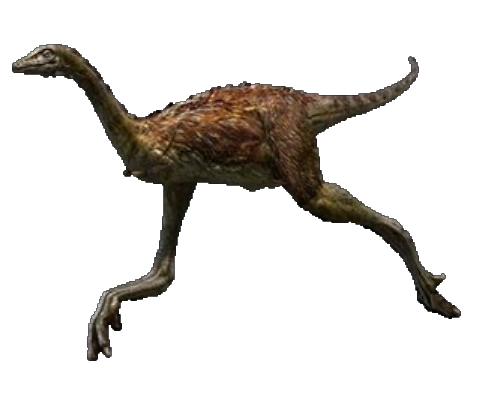 Tepua Island ant hen (Liera) | Liera Wiki | Fandom