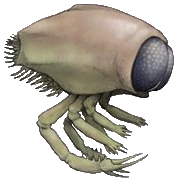 Big-eyed sea flea (Liera) | Liera Wiki | Fandom
