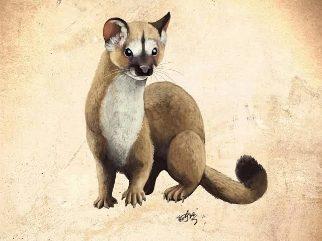 Lieran weasel (Liera) | Liera Wiki | Fandom