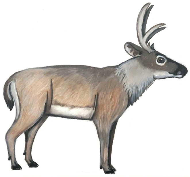 Tanlin stag (Liera) | Liera Wiki | Fandom