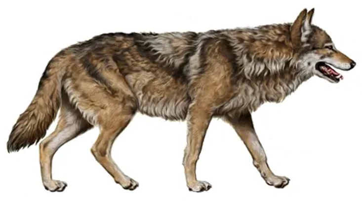 Novolaurasian loboan (Liera) | Liera Wiki | Fandom