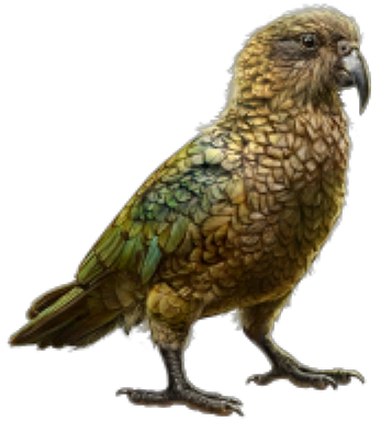 Novolaurasian mountain parrot (Liera) | Liera Wiki | Fandom