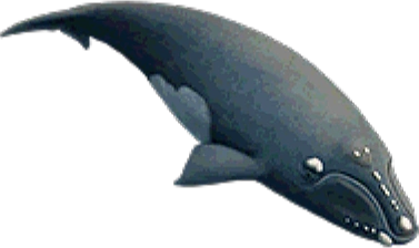 Lieran right whale (Liera) | Liera Wiki | Fandom