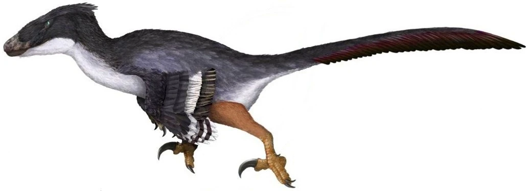 Novan dwarf goblin (Liera) | Liera Wiki | Fandom