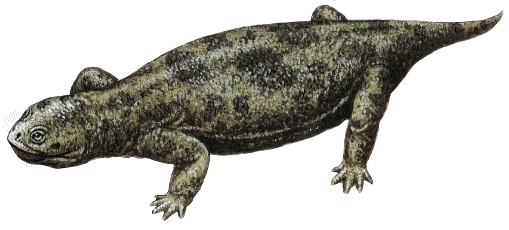 Common gopher lizard (Liera) | Liera Wiki | Fandom