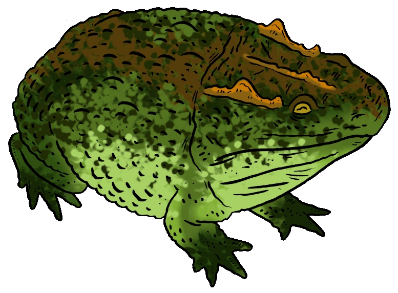 Giant Lieran frog (Liera) | Liera Wiki | Fandom
