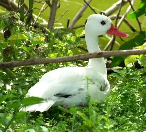 Domestic whistling duck (Liera) | Liera Wiki | Fandom