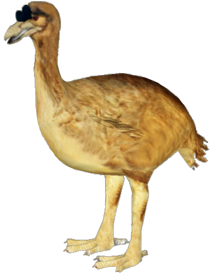 Black-napped solitaire (Liera) | Liera Wiki | Fandom