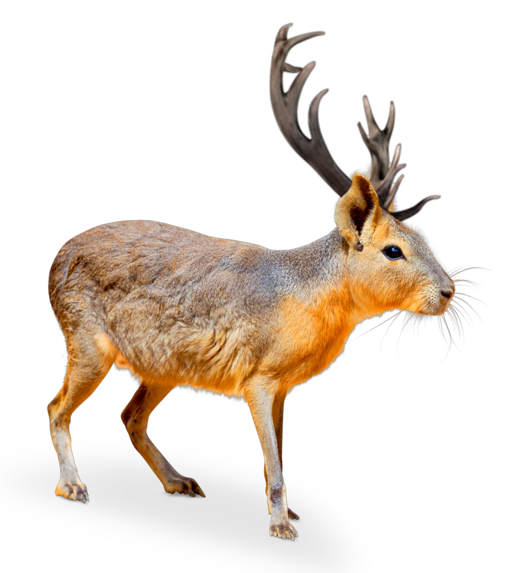 Lieran jackalope | Liera Wiki | Fandom