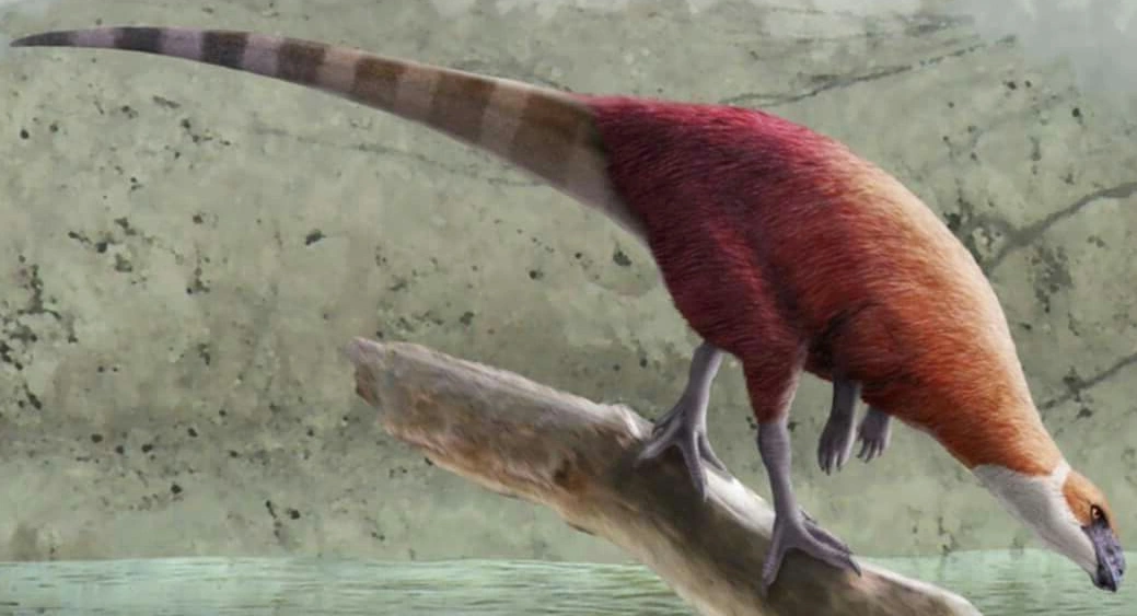 Southern common marebird (Liera) | Liera Wiki | Fandom