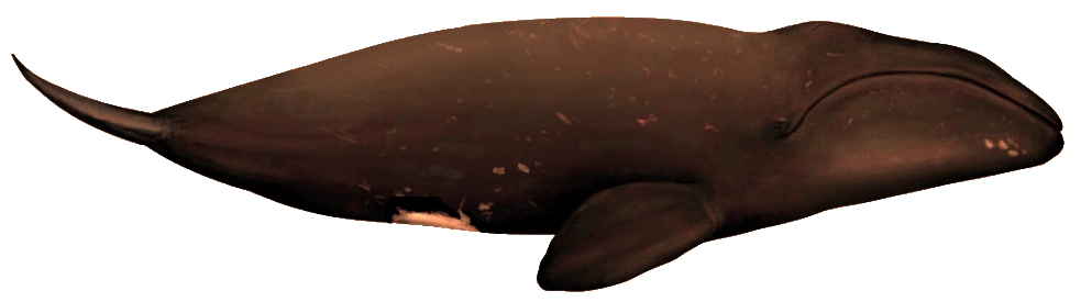 Lieran river whale (Liera) | Liera Wiki | Fandom