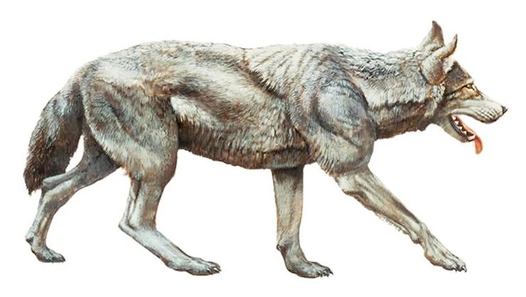 Monoloboan (Liera) | Liera Wiki | Fandom