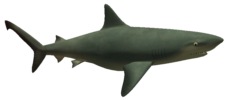 Bison shark (Liera) | Liera Wiki | Fandom