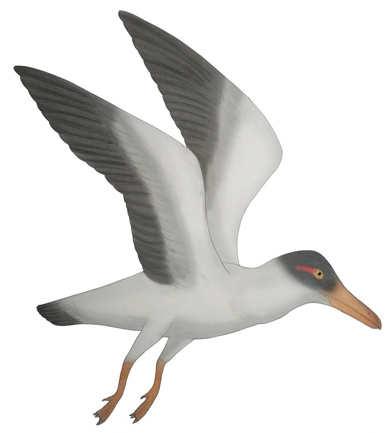 Meckoraptornis (Liera) | Liera Wiki | Fandom