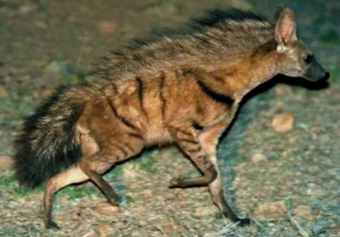 Lieran aardwolf (Liera) | Liera Wiki | Fandom